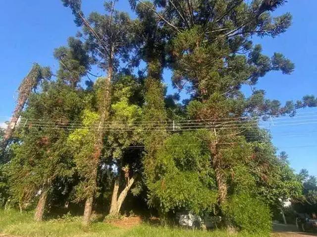 Terreno comercial para Venda em Novo Hamburgo/RS Primavera
