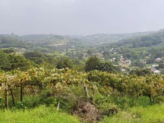 Terreno comercial para Venda em Bento Gonçalves/RS Barracão