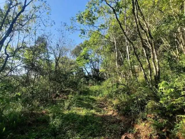 Terreno comercial para Venda em Boa Vista do Sul/RS Zona Rural