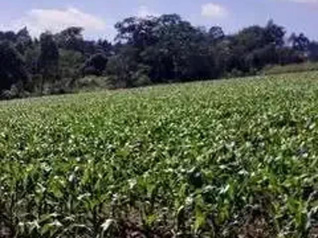 Terreno comercial para Venda em Ponta Grossa/PR Chapada