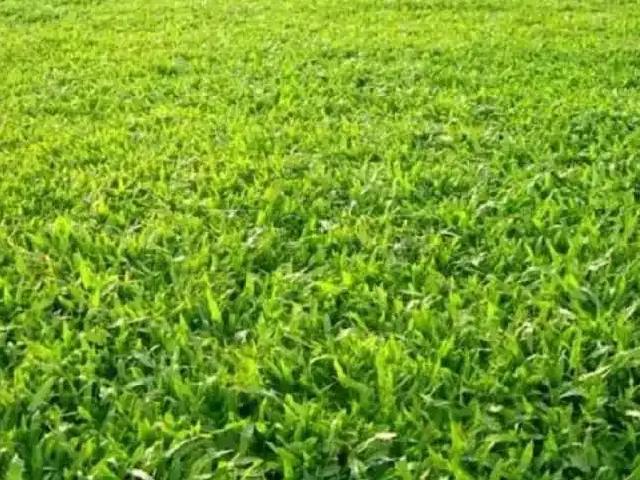 Terreno comercial para Venda em Ribeirão Preto/SP Jardim Califórnia