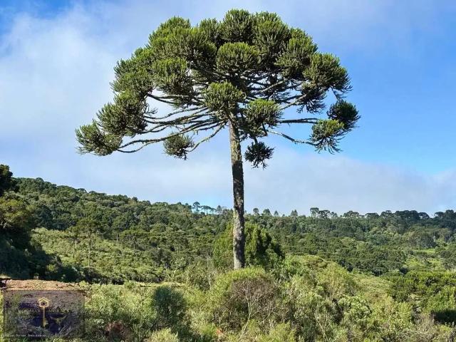 Terreno comercial para Venda em São Joaquim/SC Pericó
