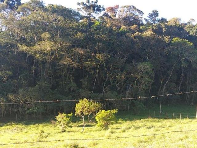 Terreno de `1850m em Santo Antonio do Pinhal Serra da Mantiqueira