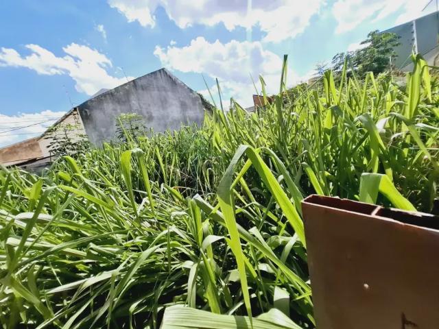 Terreno de 332m² para locação e venda Vila Tibério