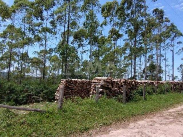 Terreno de 8 alqueires com plantação de Eucalipto já formada e lago!