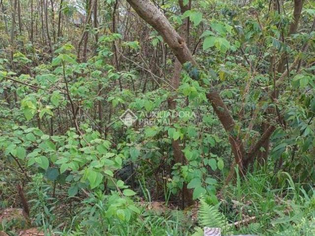 Terreno em bairro silencioso em Nova Petrópolis RS