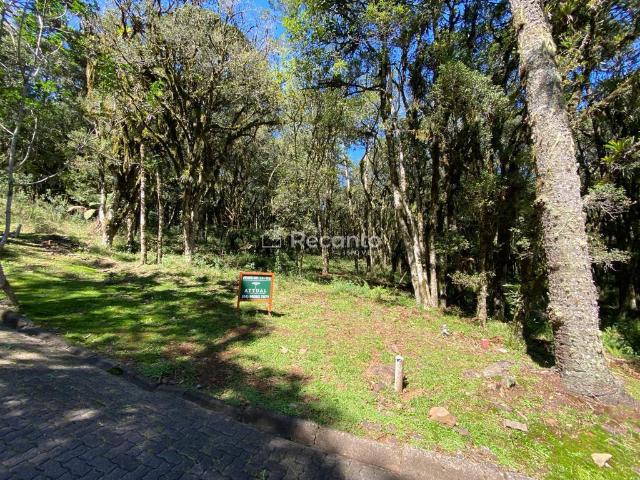 Terreno em Bosque Sinossera, Canela/RS de 665m² à venda por R$ 649.000,00