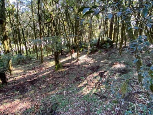 Terreno em Bosque Sinossera, Canela/RS de 953m² à venda por R$ 757.500,00