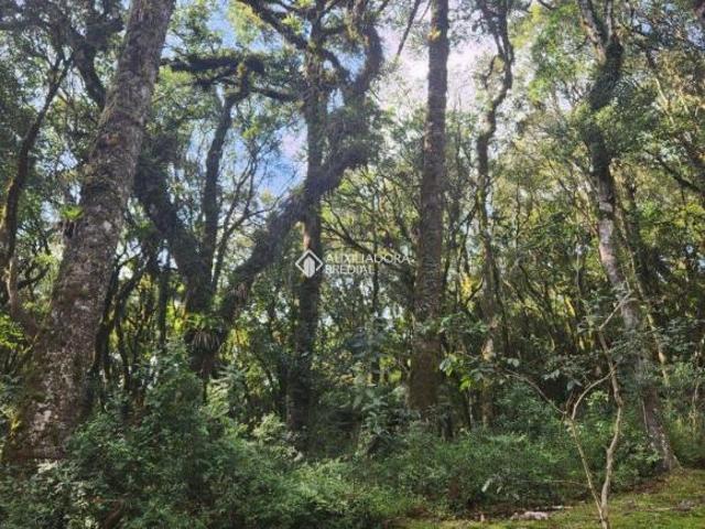 Terreno em Canela condomínio fechado