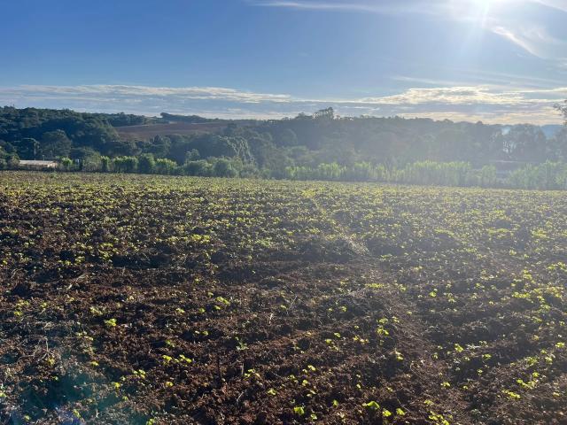 Terreno em Centro, São José dos Pinhais/PR de 5000m² à venda por R$ 329.900,00