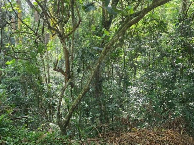 Terreno em condomínio na Serra da Cantareira, 1.037 m² | 29 m de frente