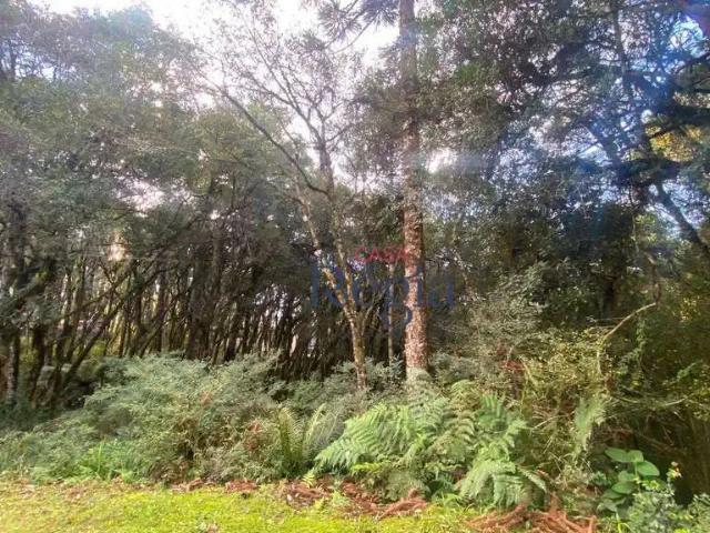 Terreno em Condomínio para Venda em Canela/RS Bosque Sinoserra