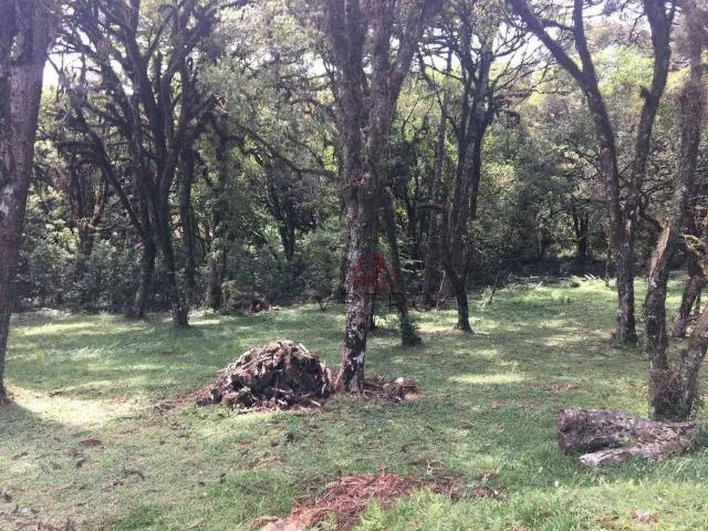 Terreno em Condomínio para Venda em Canela/RS Centro
