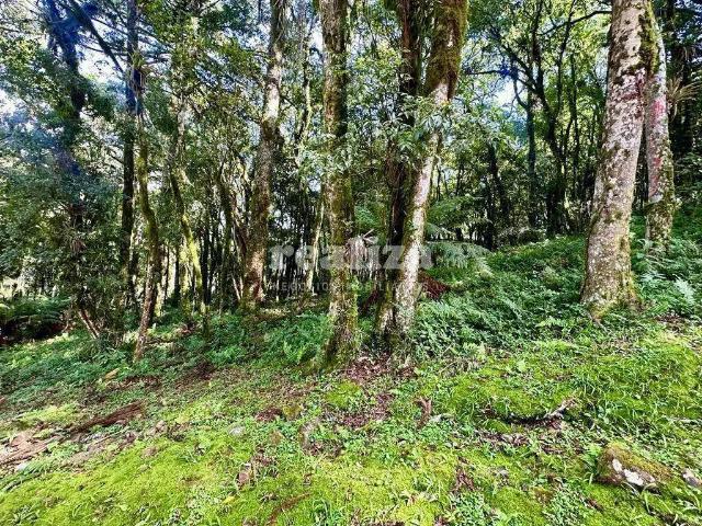 Terreno em Condomínio para Venda em Canela/RS Parque Pinheiro Grosso