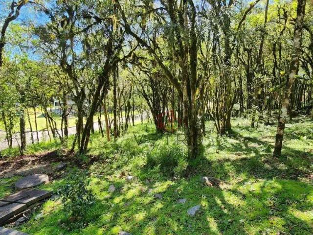 Terreno em Condomínio para Venda em Canela/RS Parque Pinheiro Grosso