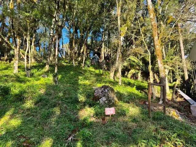 Terreno em Condomínio para Venda em Canela/RS Pinheiro Grosso