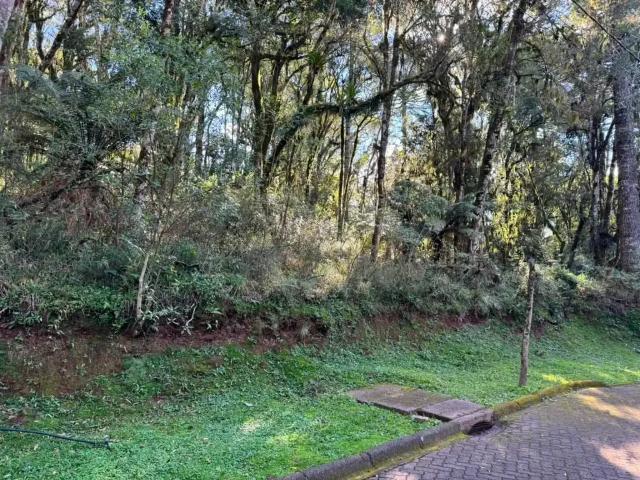 Terreno em Condomínio para Venda em Canela/RS Pinheiro Grosso