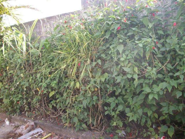 Terreno em Condomínio para Venda em Cotia/SP Granja Viana