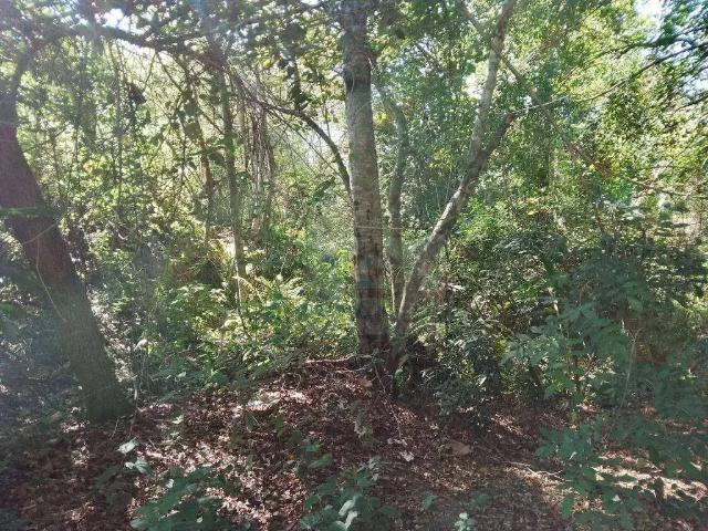 Terreno em Condomínio para Venda em Cotia/SP São Paulo II