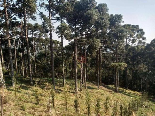 Terreno em Condomínio para Venda em Gramado/RS Aspen Mountain