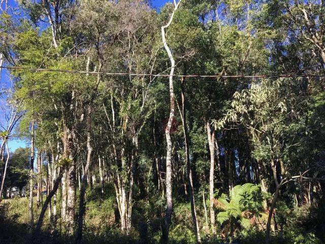 Terreno em Condomínio para Venda em Gramado/RS Floresta