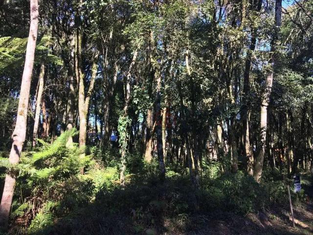 Terreno em Condomínio para Venda em Gramado/RS Floresta