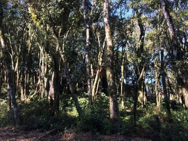 Terreno em Condomínio para Venda em Gramado/RS Floresta