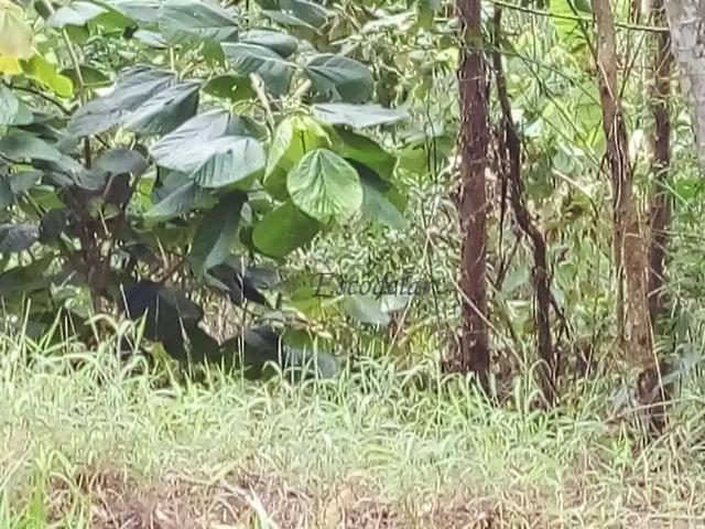 Terreno em Condomínio para Venda em Mairiporã/SP Roseira