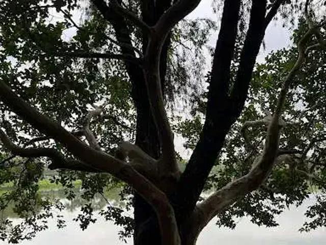 Terreno em Condomínio para Venda em Mairiporã/SP Serra da Cantareira