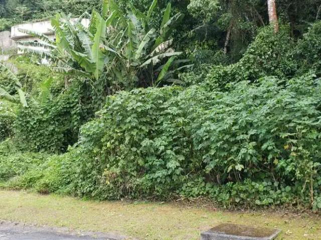 Terreno em Condomínio para Venda em Mairiporã/SP Serra da Cantareira