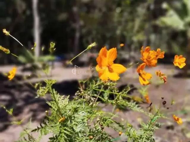 Terreno em Condomínio para Venda em Palmeiras/BA Zona Rural