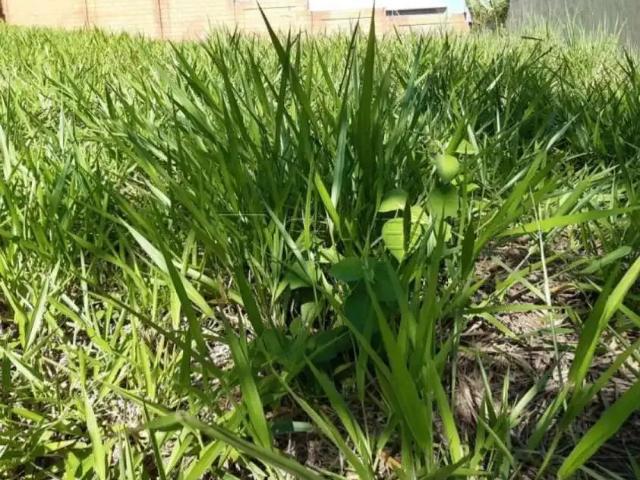 Terreno em Condomínio para Venda em Ribeirão Preto/SP Jardim San Marco