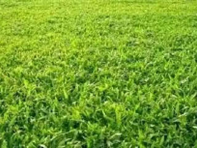 Terreno em Condomínio para Venda em Ribeirão Preto/SP Royal Park