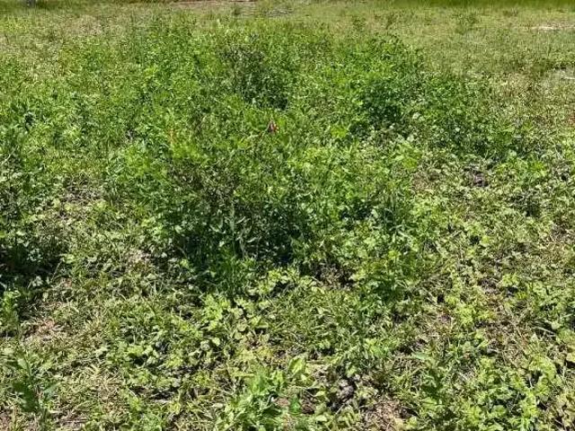 Terreno em Condomínio para Venda em São João da Barra/RJ Cajueiro