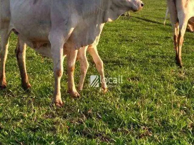 Terreno em Condomínio para Venda em São José do Rio Preto/SP Estância Bosque Verde Zona Rural
