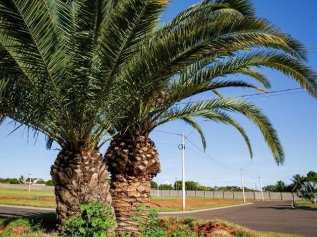 Terreno em Conjunto Habitacional Elias Stefan, Araçatuba/SP de 360m² à venda por R$ 298.000,00