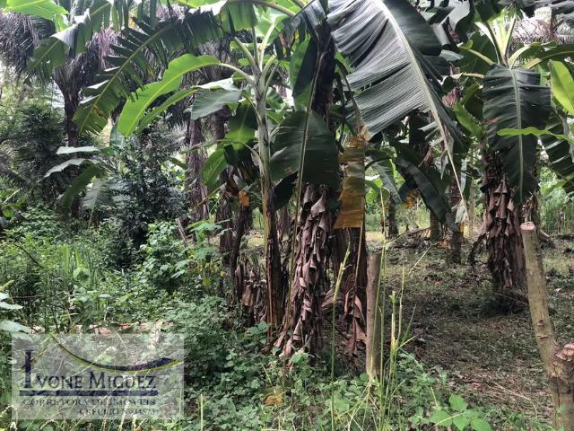 Terreno em Conrado Miguel Pereira, RJ