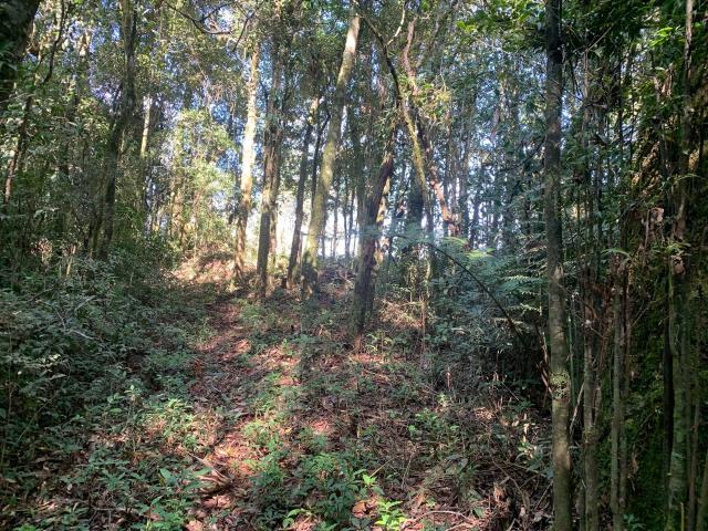 Terreno em Faxina, São José dos Pinhais/PR de 16000m² à venda por R$ 229.000,00