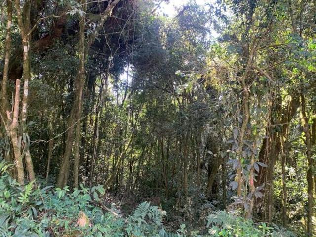 Terreno em Faxina, São José dos Pinhais/PR de 16000m² à venda por R$ 230.000,00