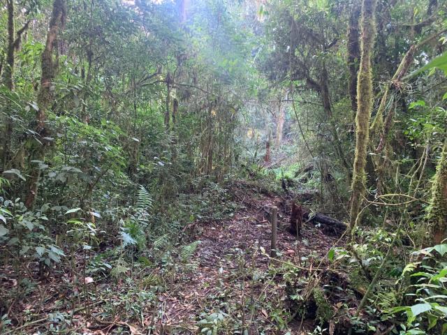 Terreno em Faxina, São José dos Pinhais/PR de 10m² à venda por R$ 317.000,00
