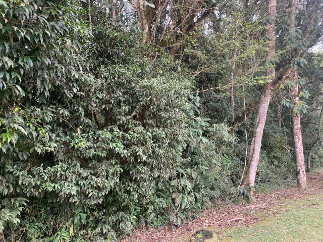 Terreno em Faxina, São José dos Pinhais/PR de 10m² à venda por R$ 649.000,00