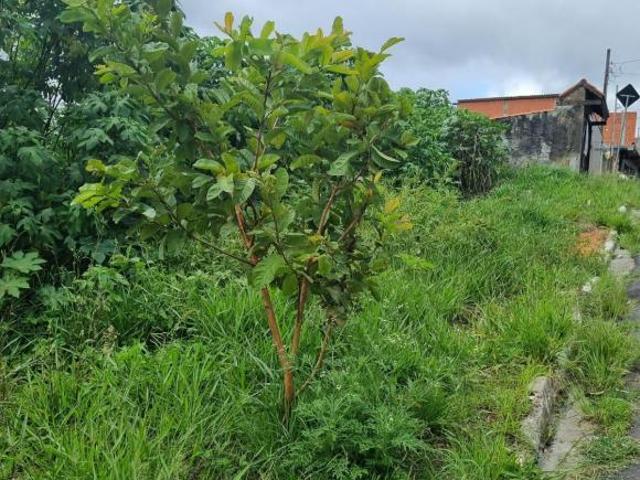 Terreno em Jardim Barro Branco, Cotia/SP de 294m² 1 quartos à venda por R$ 280.000,00