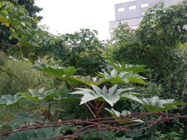 Terreno em Jardim Hermínia, Boituva/SP