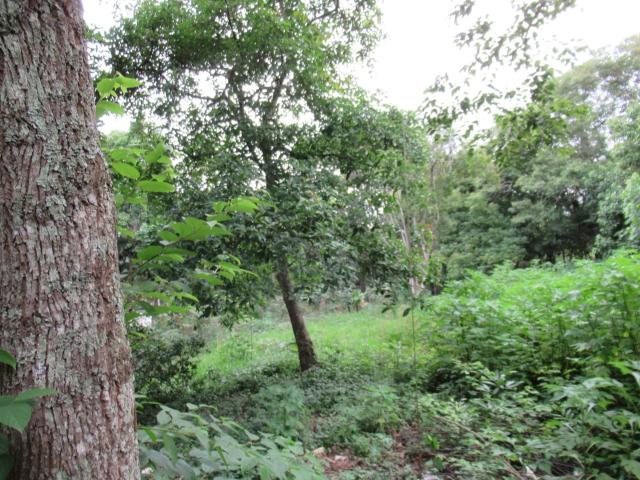 Terreno em Paisagem Renoir, Cotia/SP de 0m² à venda por R$ 359.000,00