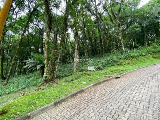Terreno em Pinheiro Grosso, Canela/RS de 996m² à venda por R$ 585.000,00