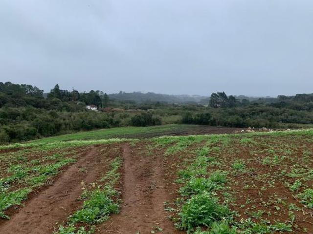 Terreno em Roça Velha, São José dos Pinhais/PR de 50000m² à venda por R$ 1.750.000,00