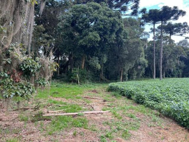 Terreno em São Marcos, São José dos Pinhais/PR de 20000m² à venda por R$ 1.100.000,00