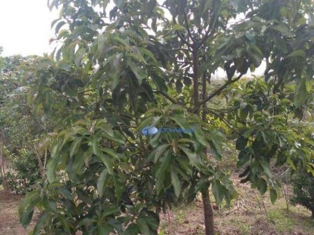 Terreno em Veraneio Ijal, Jacareí/SP de 0m² à venda por R$ 212.000,00