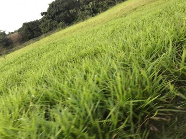 Terreno em Vila Aeronáutica, Araçatuba/SP de 60500m² à venda por R$ 4.000.000,00