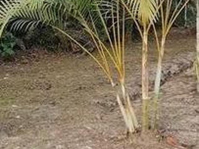 Terreno Jardim Jacarandá Pontal do Paraná PR
